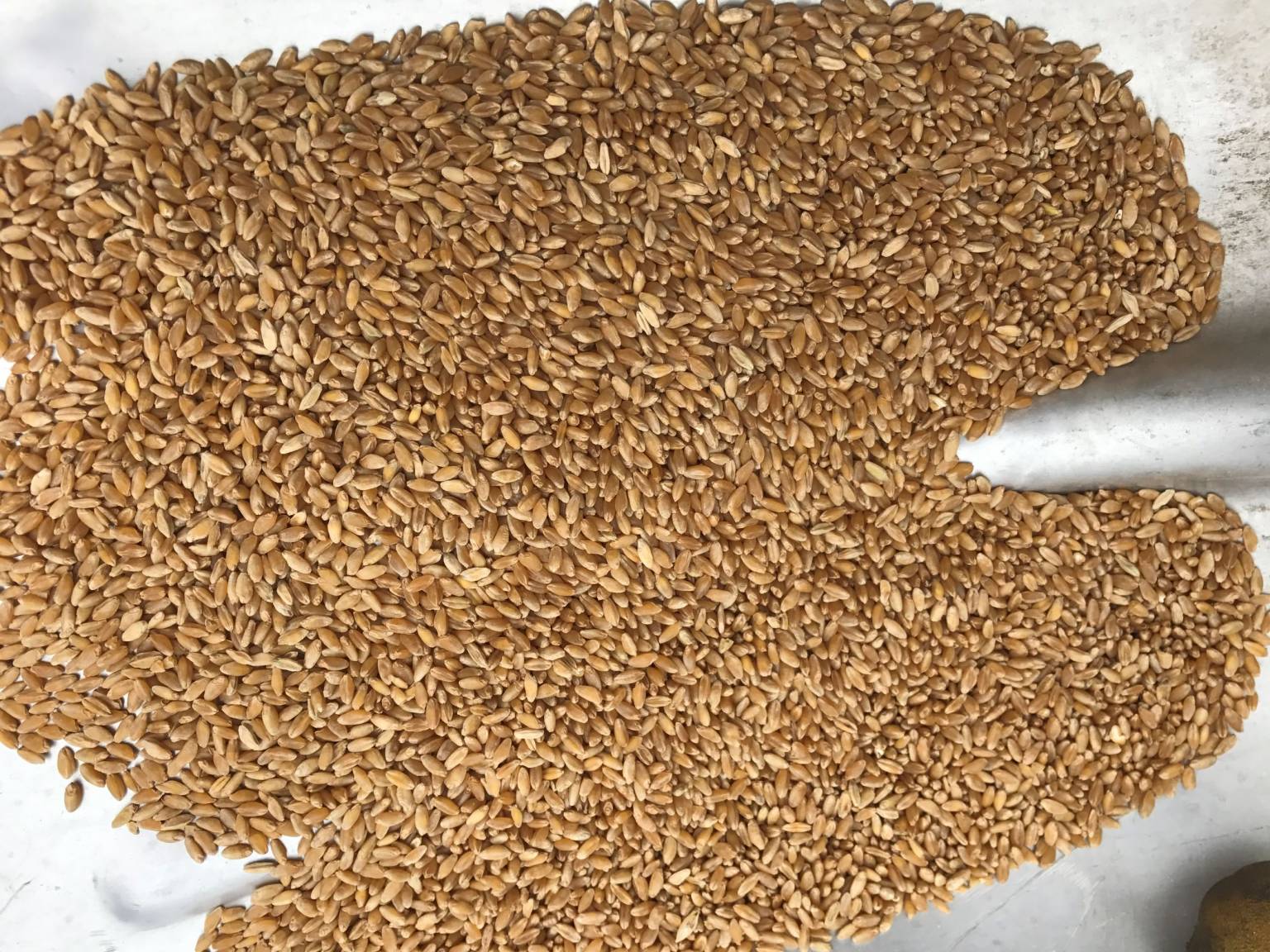 Cyclo Aspirator - Bench Industries - Grain Cleaners, Seed Cleaners ...